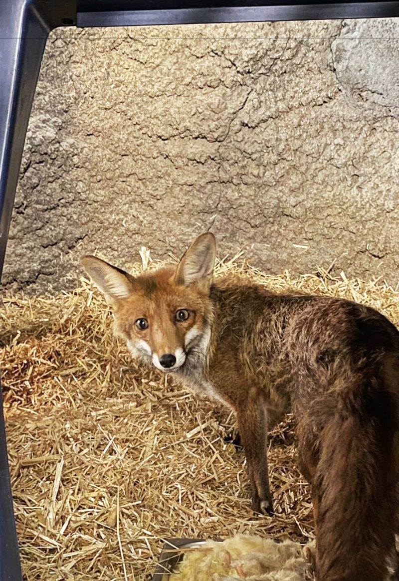 Fox, Badger and Friends Shelter – BIG SEE