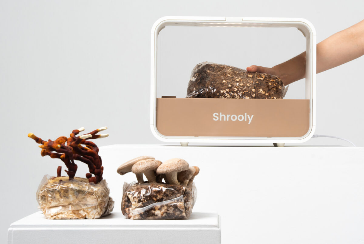 Shrooly – Smart Mushroom Growing Device – BIG SEE